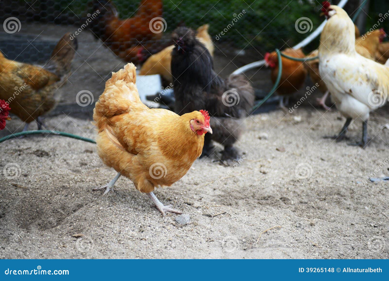 Assortment of Chicken Breeds on a Farm Stock Photo - Image of walking ...