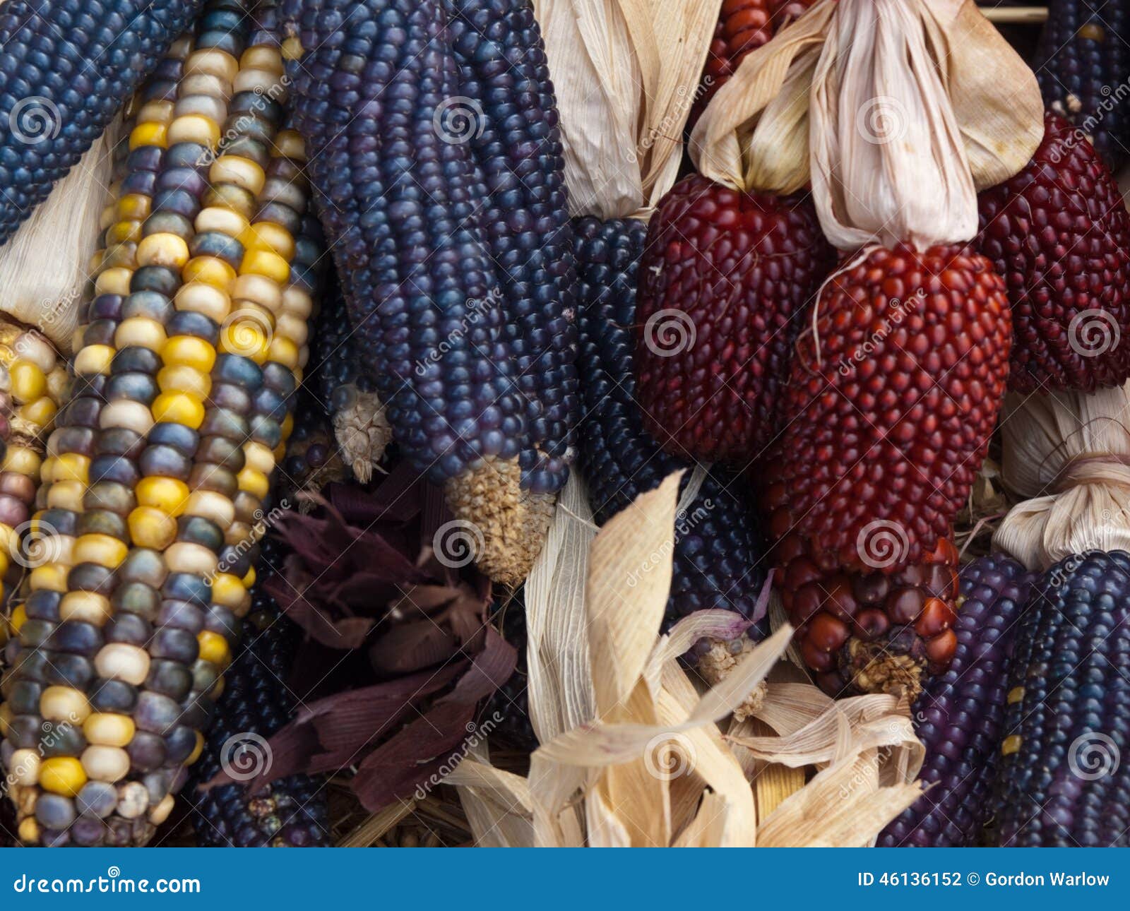 Assortment of Colorful Autumn Corn Stock Photo - Image of healthy, blue ...