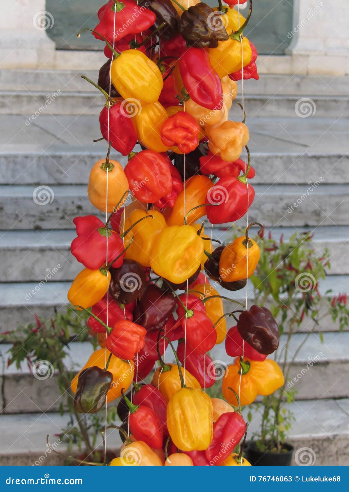 Assortment of Colorful Chilli Peppers Hanging Outdoor Stock Image ...