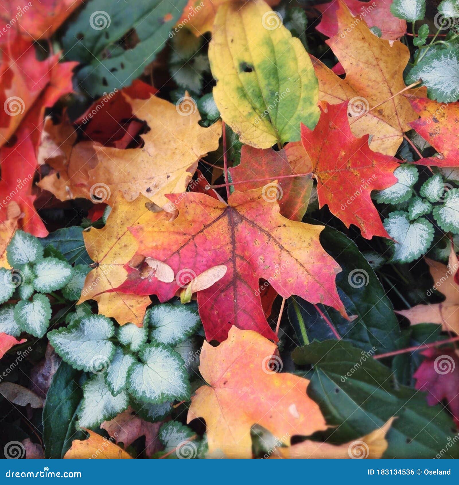 Assorted Colorful Fall Leaves and Maple Seeds. Stock Photo - Image of ...