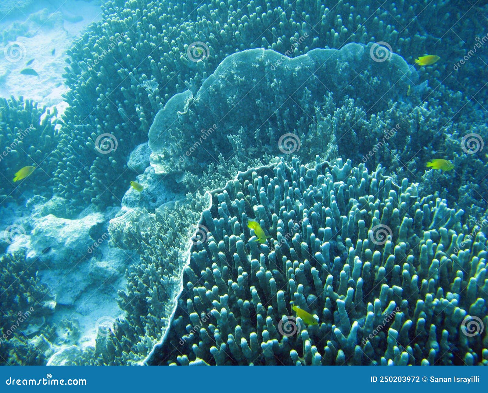 An Assortment of Corals and Yellow Reef Fish Stock Photo - Image of ...