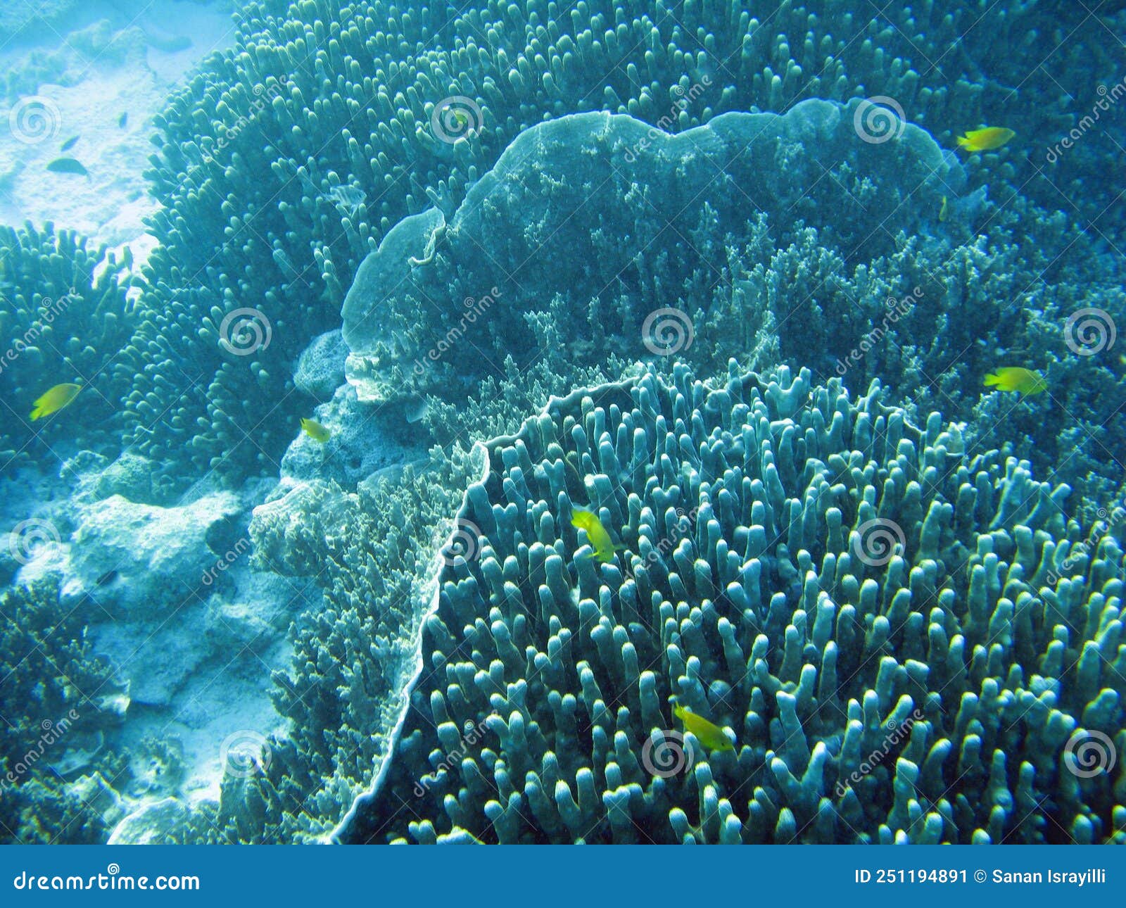 An Assortment of Corals and Yellow Reef Fish Stock Image - Image of ...