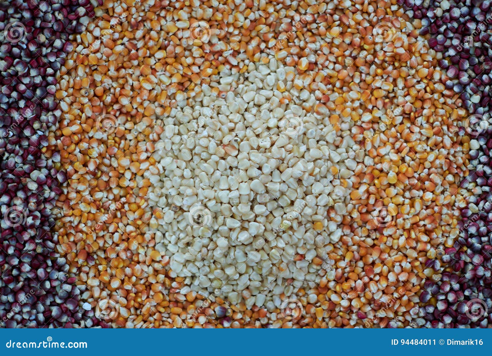 Assortment of corn seeds stock image. Image of cereal - 94484011