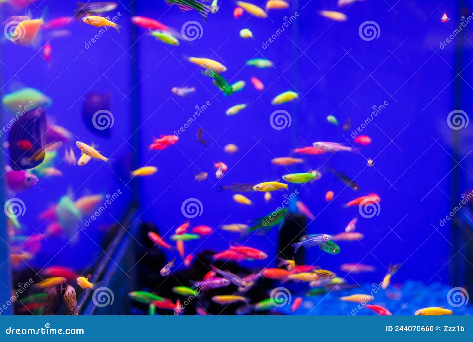Glofish Tank Background