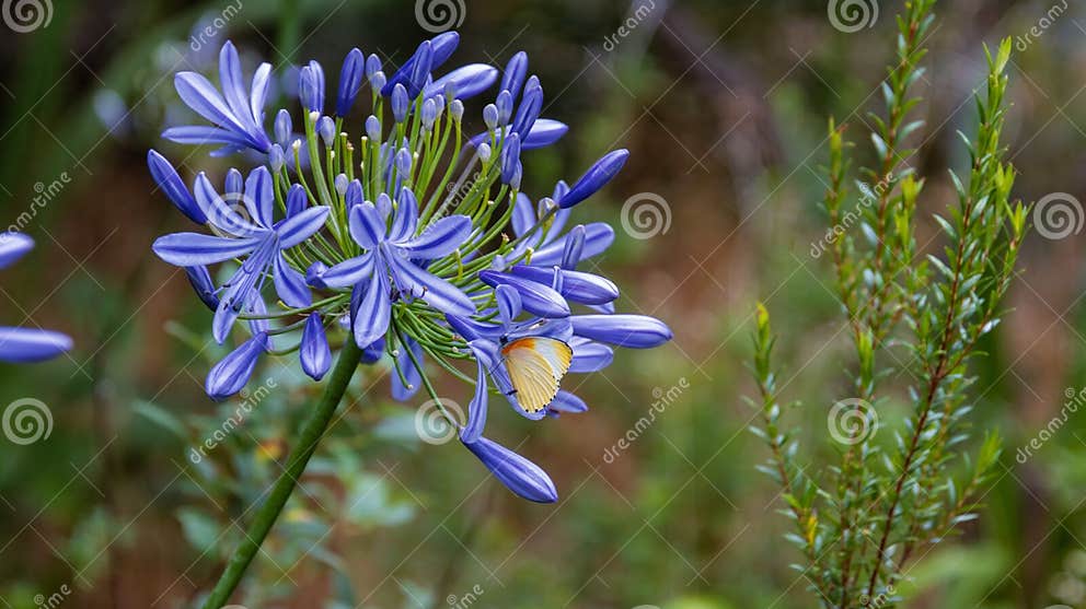 An Assortment of Different Blue Flowers and Plants in the Background ...