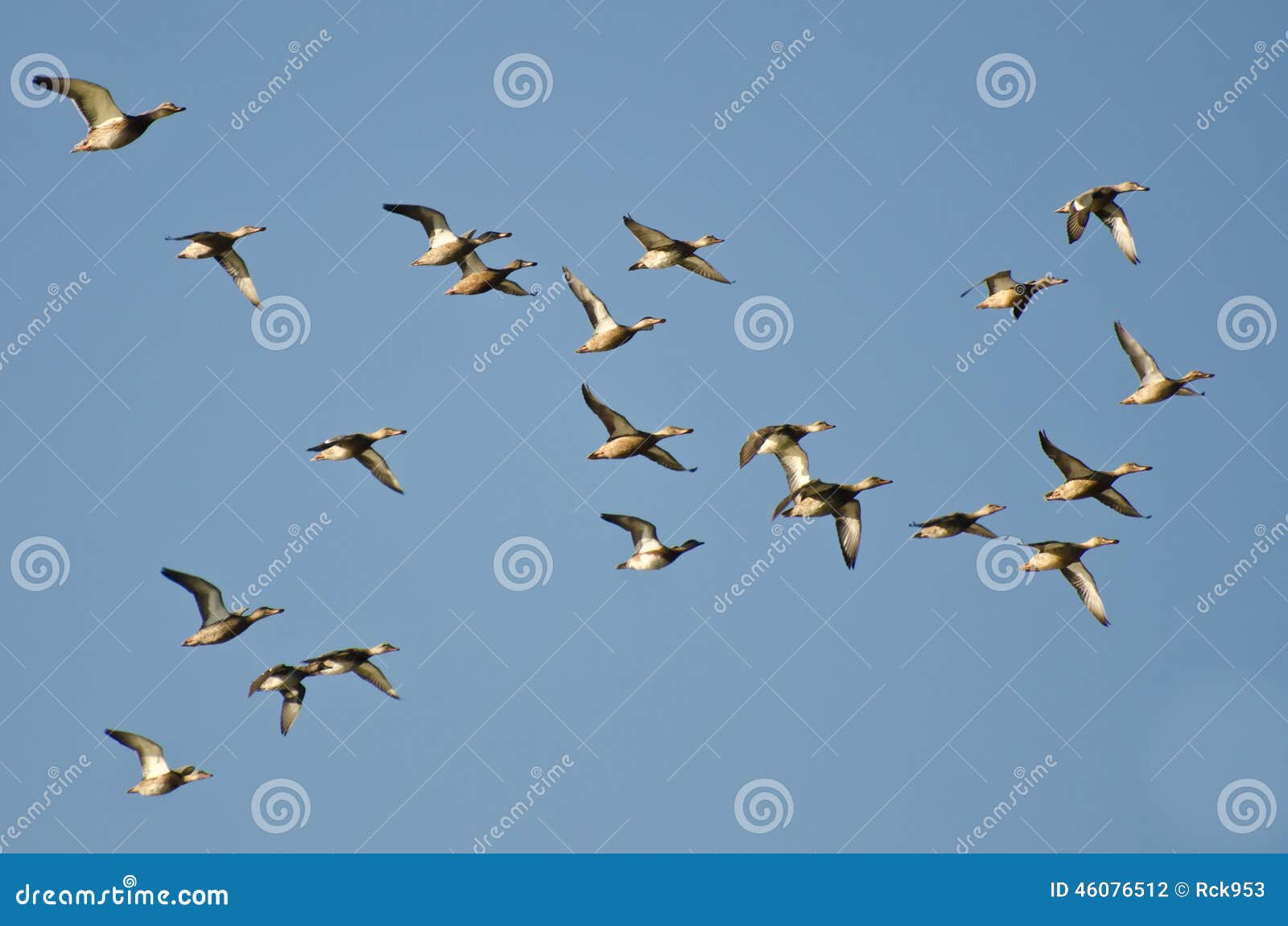 Assortment of Ducks Flying in a Blue Sky Stock Photo - Image of bird ...