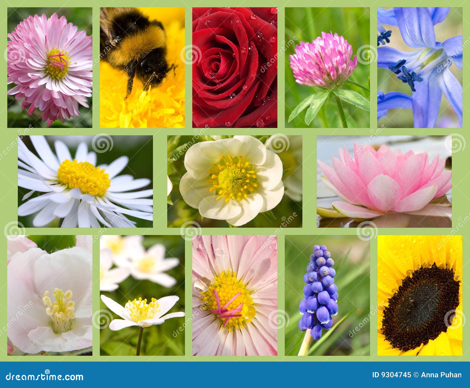 Assortment flowers stock image. Image of natural, daisy - 9304745