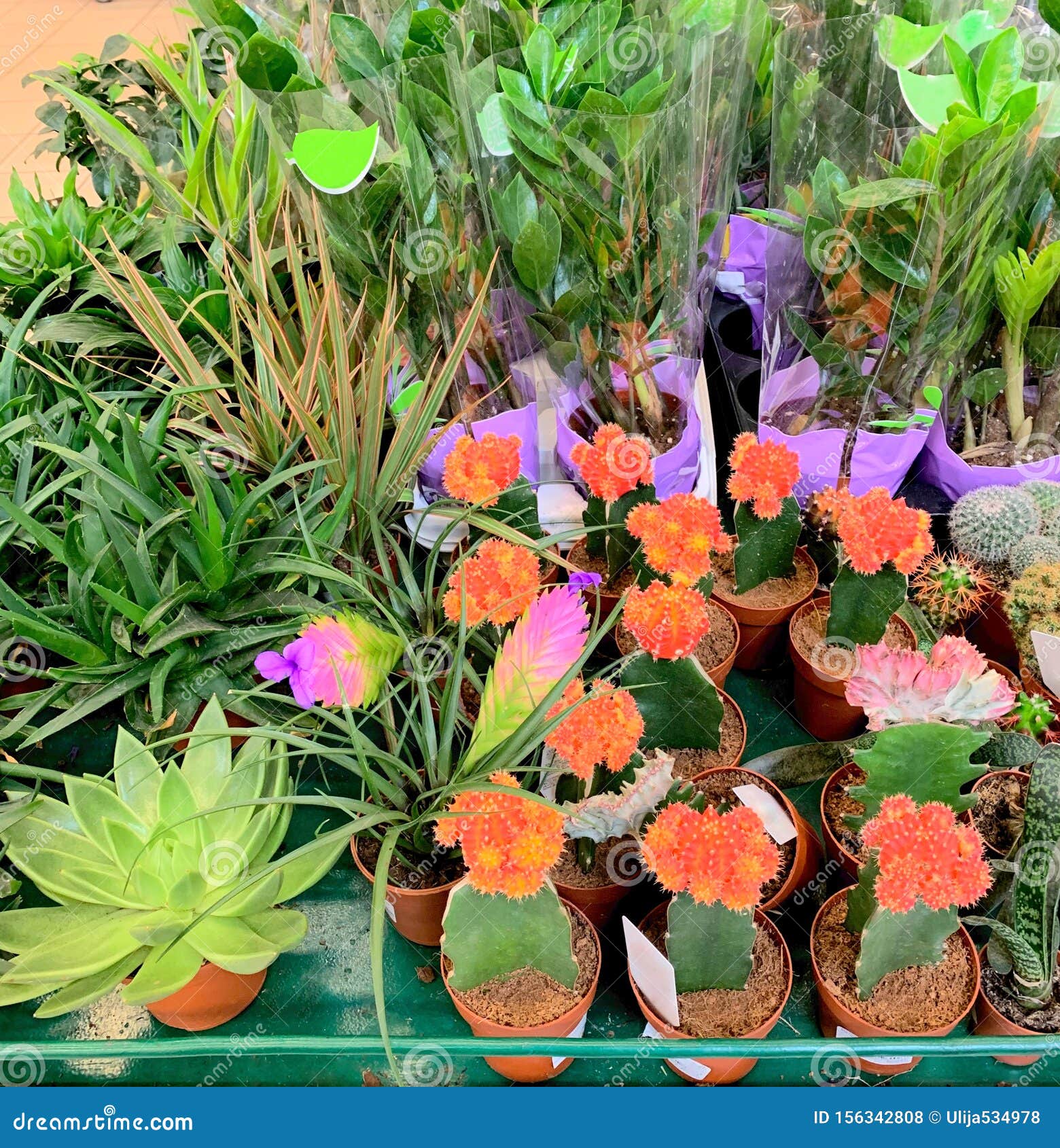 Assortment of Flowers in Pots. Flowers in the Store Stock Photo - Image ...