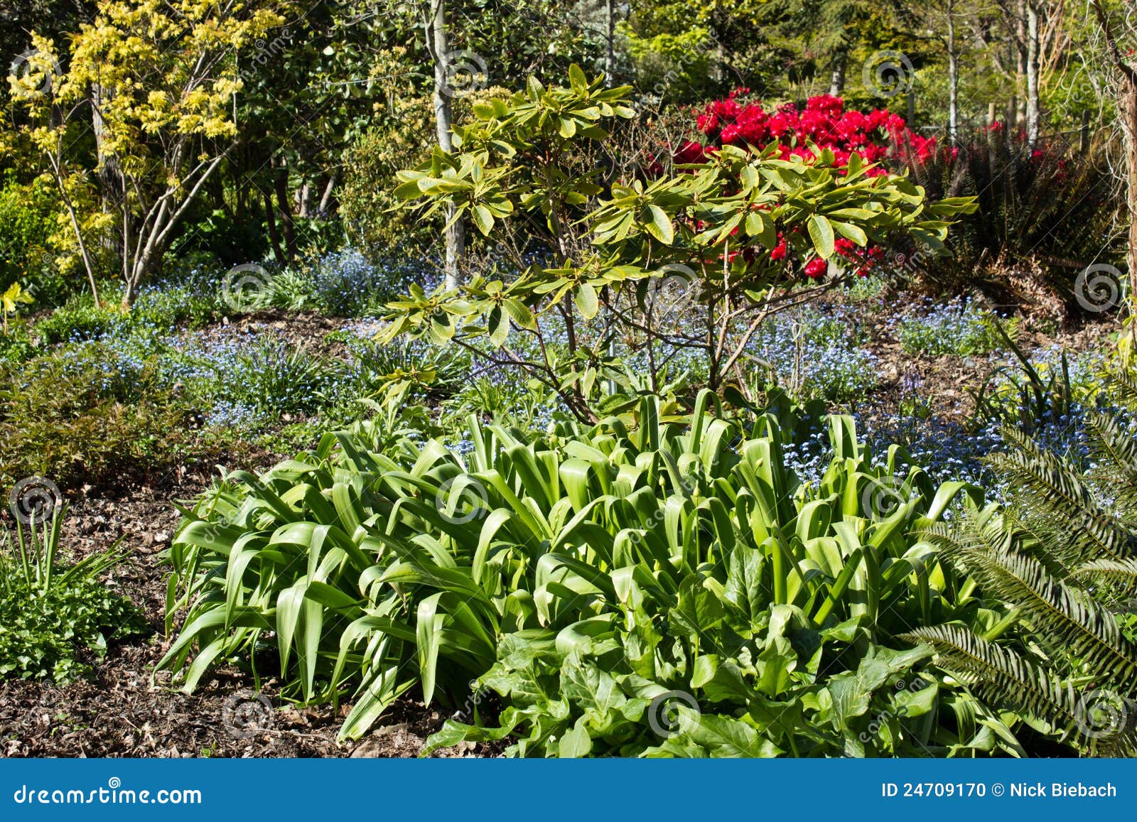 Assortment of green plants stock photo. Image of garden - 24709170