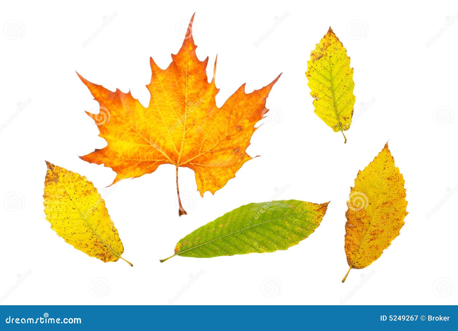 Assortment of leaves stock image. Image of natural, leaf - 5249267