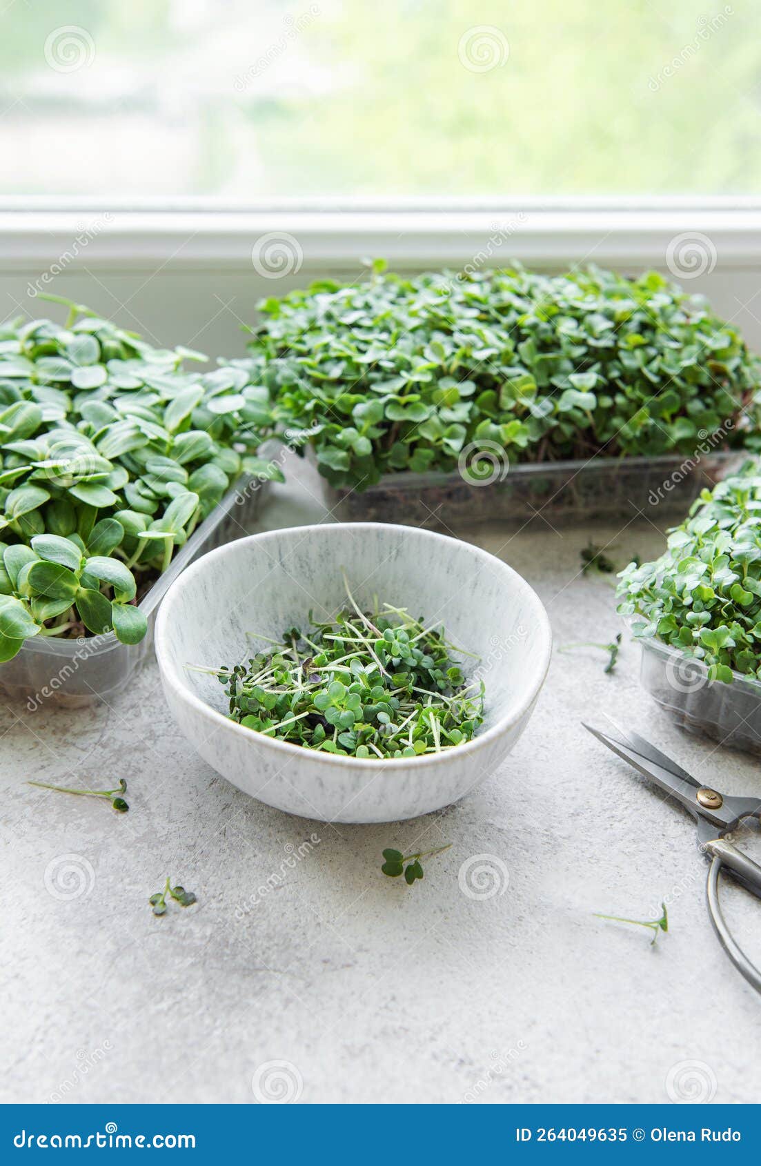 Assortment of Micro Greens on Table Stock Image - Image of plant ...