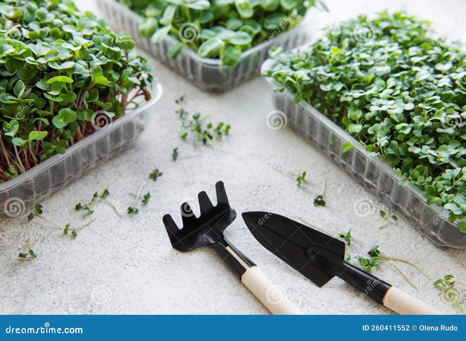 Assortment of Micro Greens on Table Stock Photo - Image of garden ...