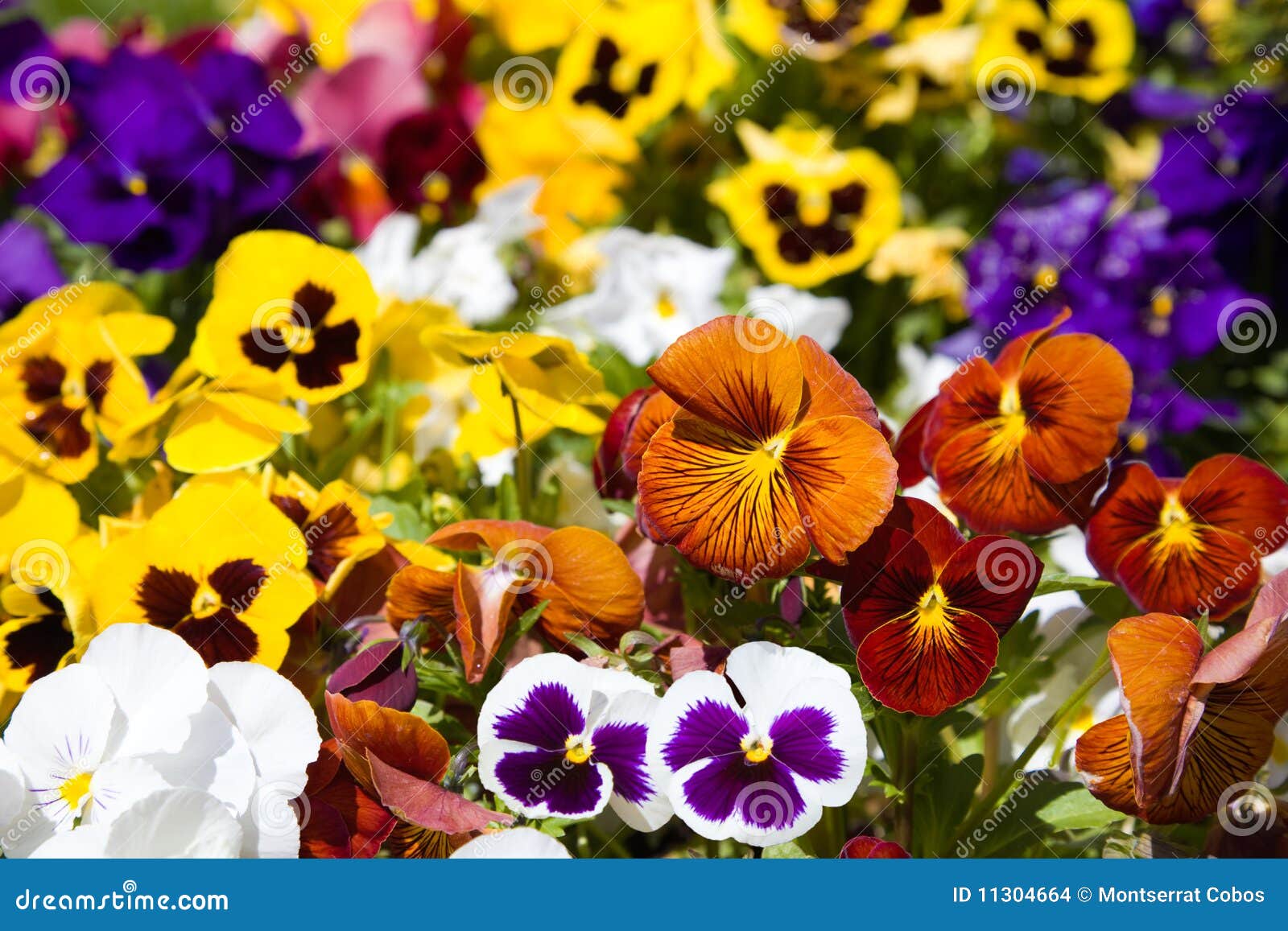 Assortment of Pansies stock photo. Image of tricolor - 11304664