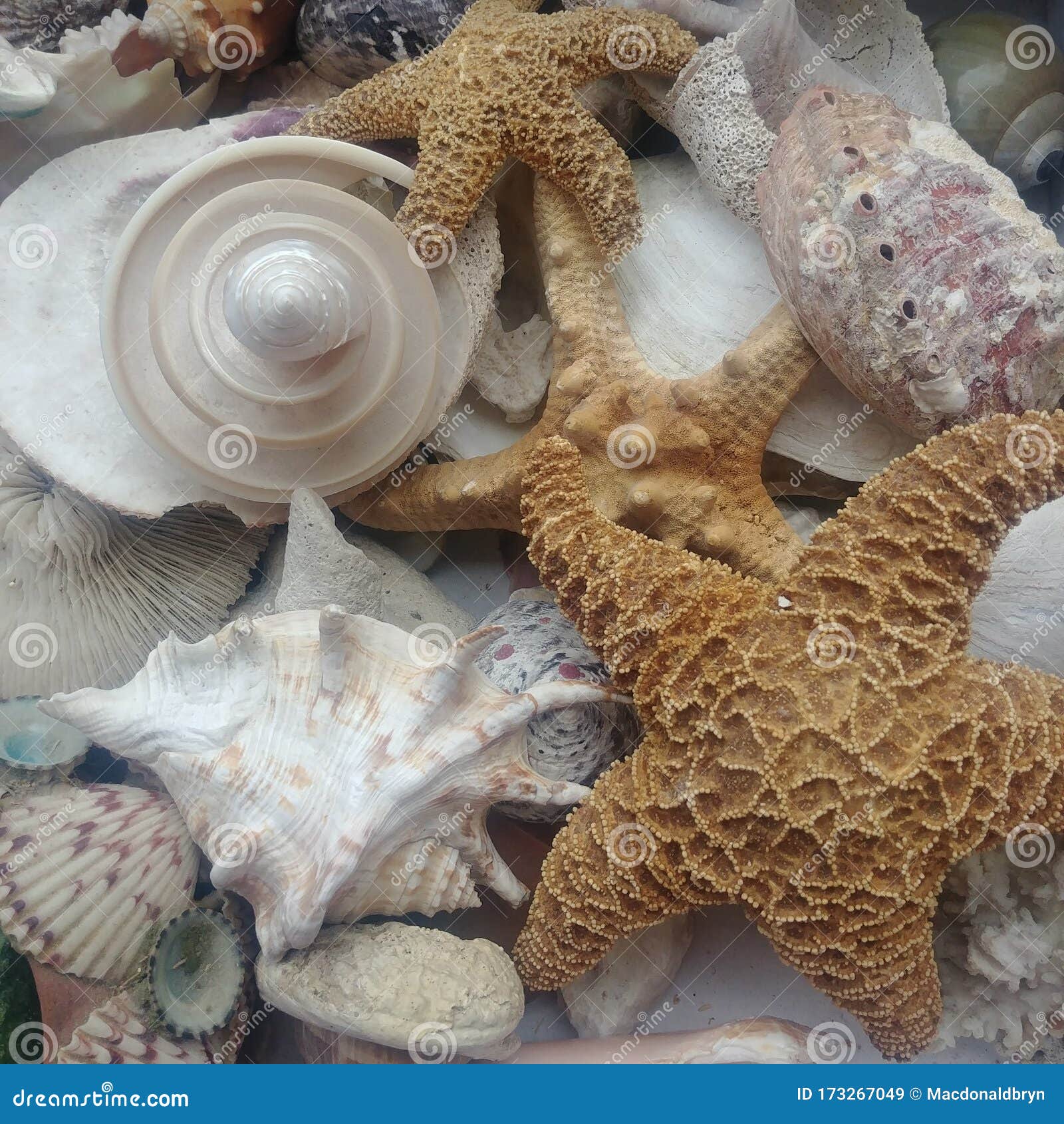 Assortment of sea shells stock image. Image of spiral - 173267049