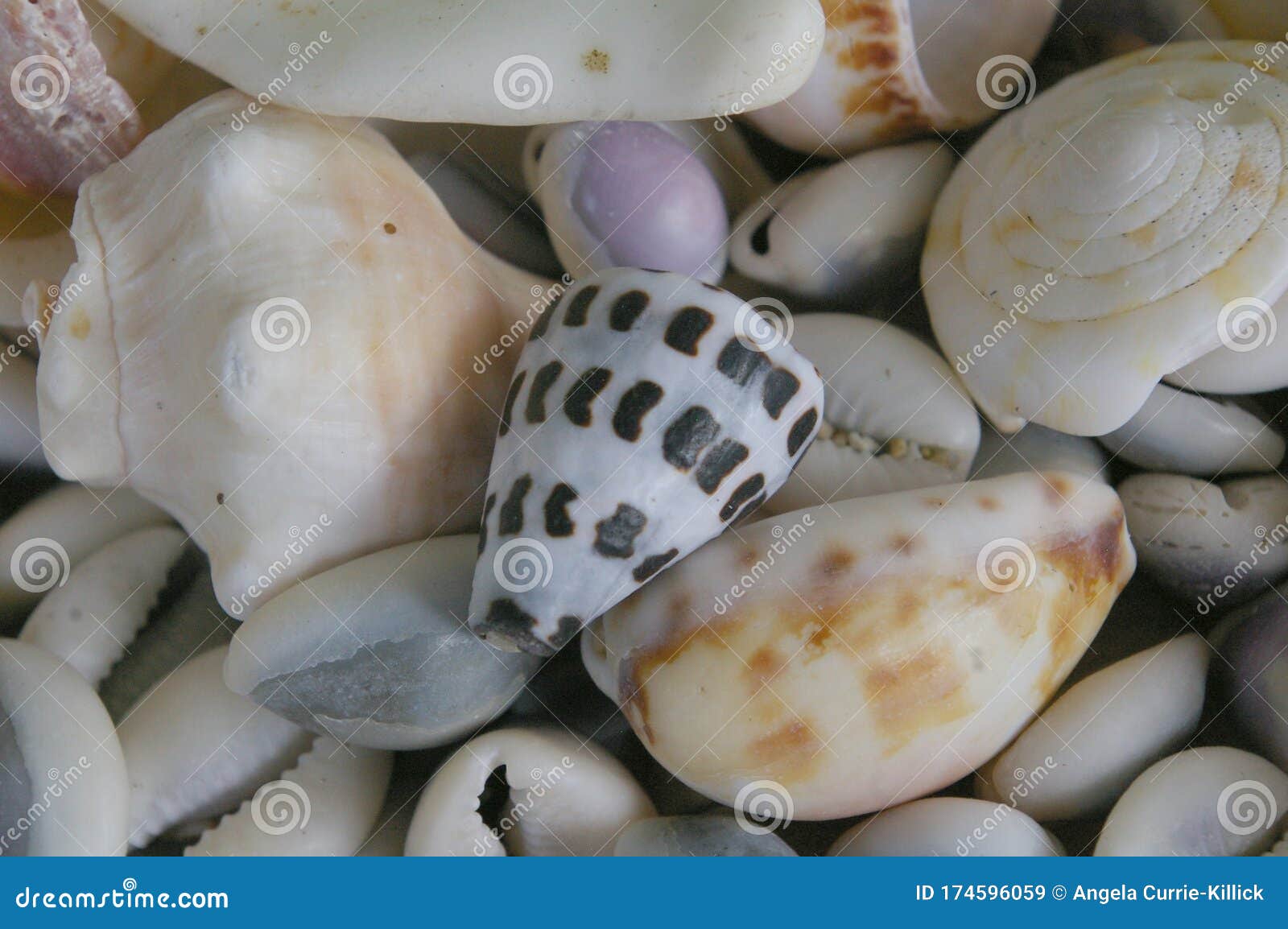 Assortment of sea shells stock image. Image of beach - 174596059