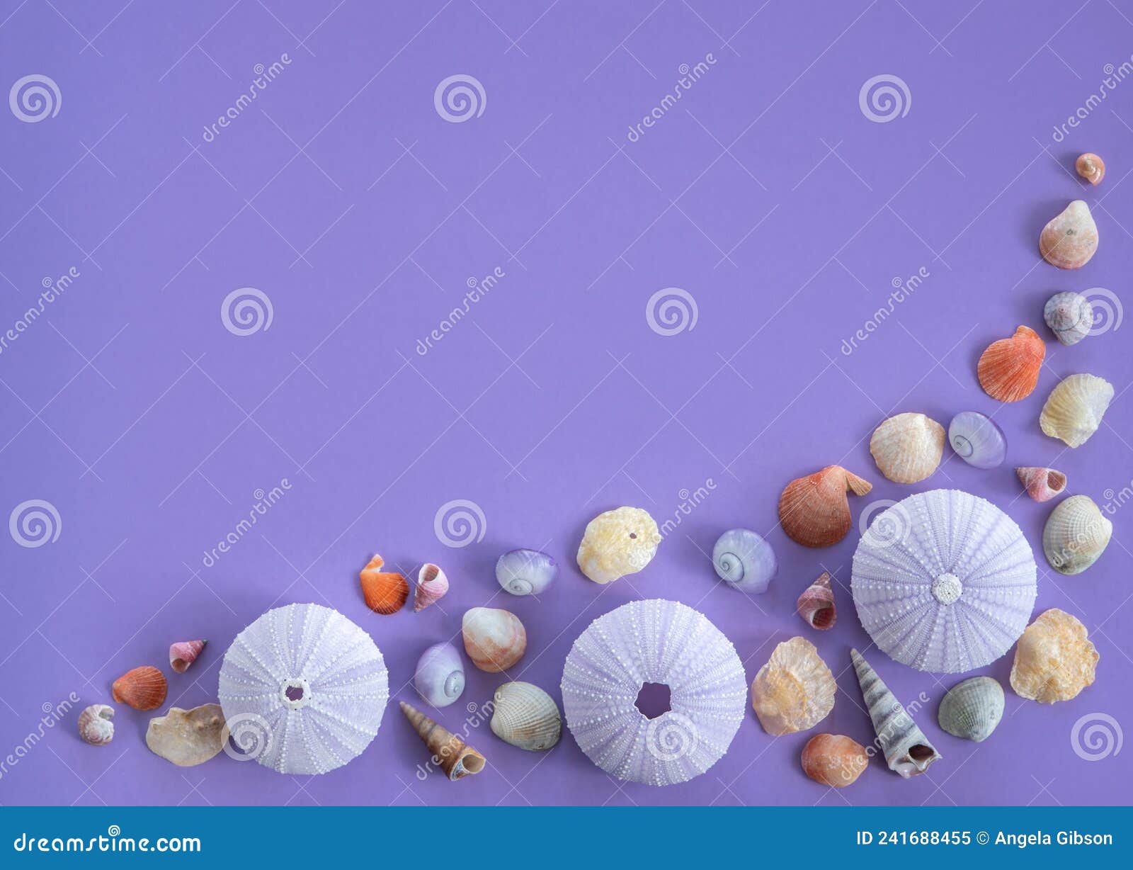 Assortment of Shells on Purple Background Stock Image - Image of cream ...