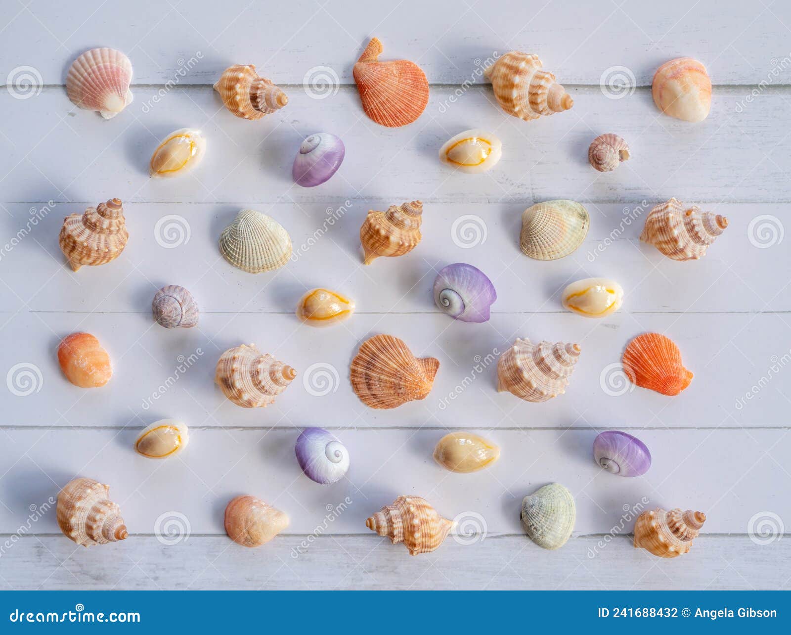 Assortment of Shells on Table Stock Photo - Image of orange, brown ...