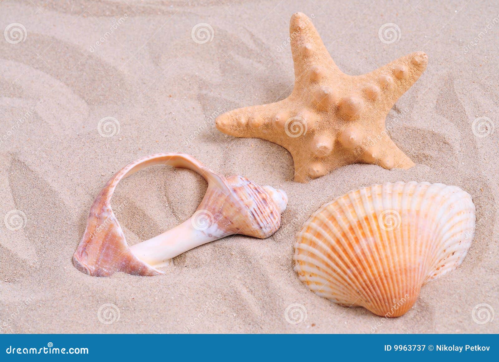 Assortment of Starfish and Seashells Stock Image - Image of lonely ...