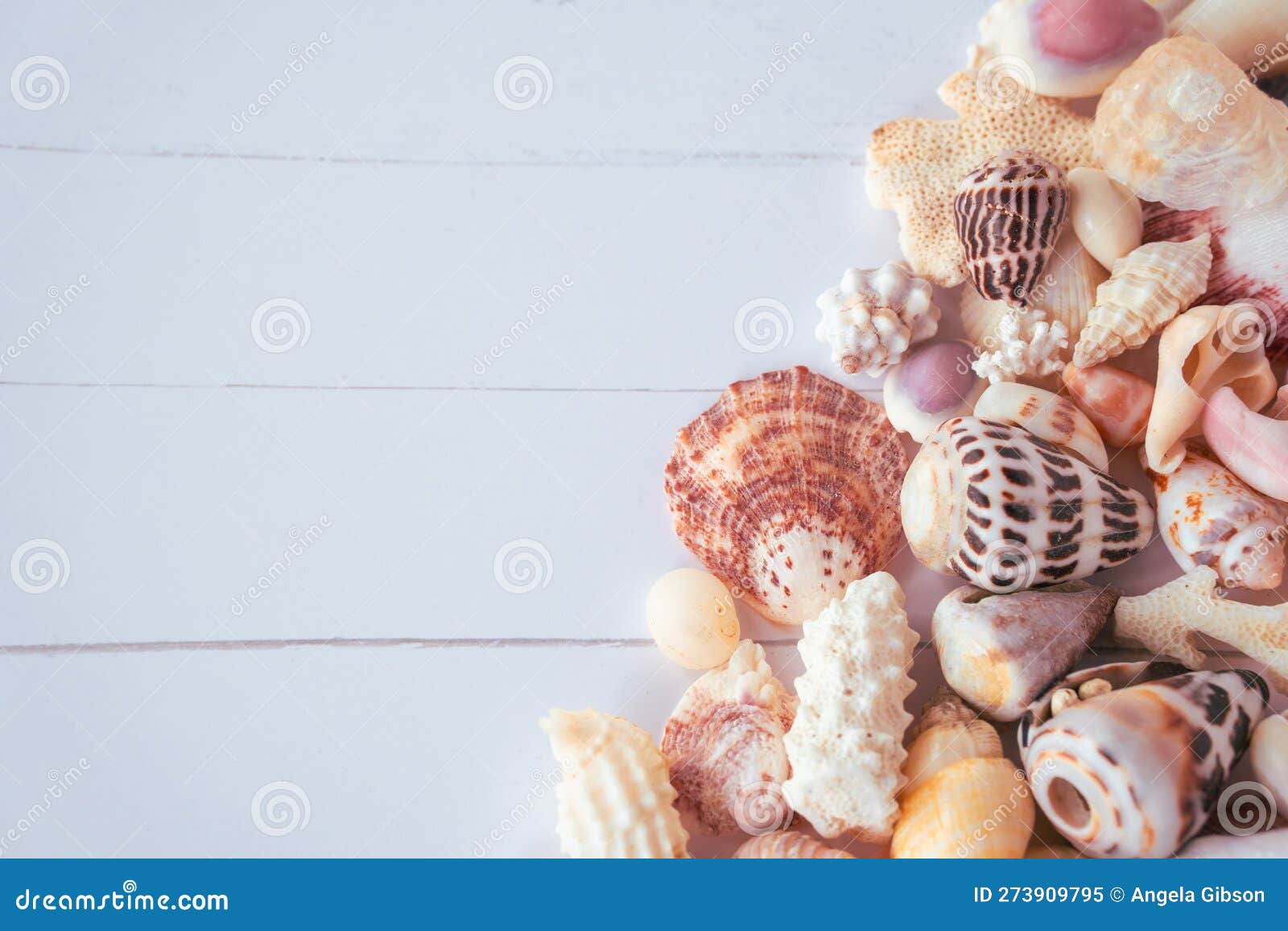 Assortment of Tropical Sea Shells from Above Stock Image - Image of ...