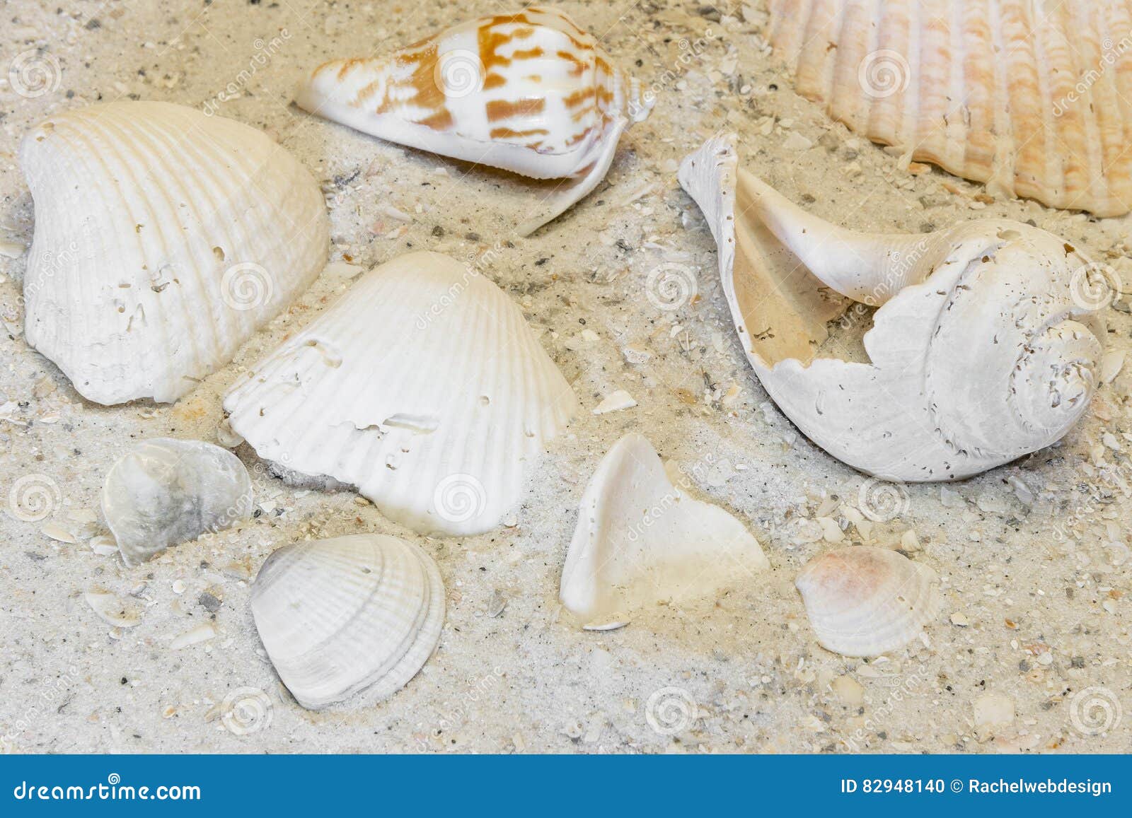 Assortment of Tropical Shells on Warm Sandy Beach Stock Photo - Image ...