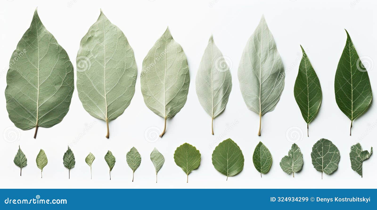 Assortment of Various Types of Leaves in Natural Setting Stock ...