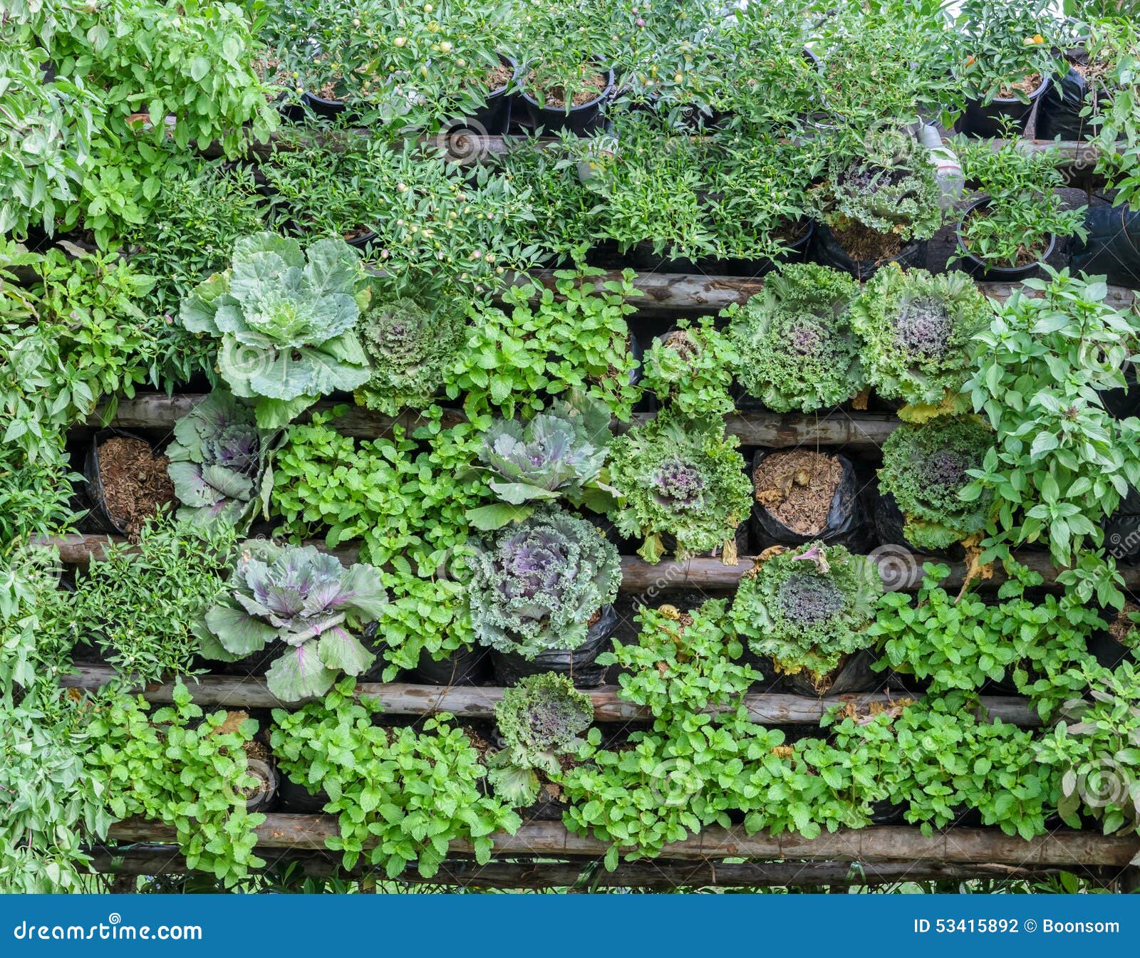Assortment Vegetable Garden Stock Photo - Image of flowerpot, melissa ...