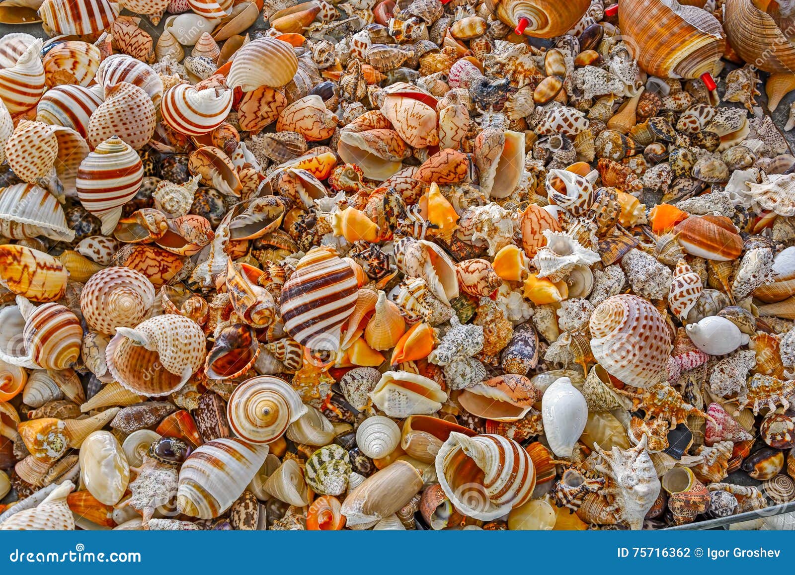 Asssorted sea shells stock photo. Image of retail, natural - 75716362
