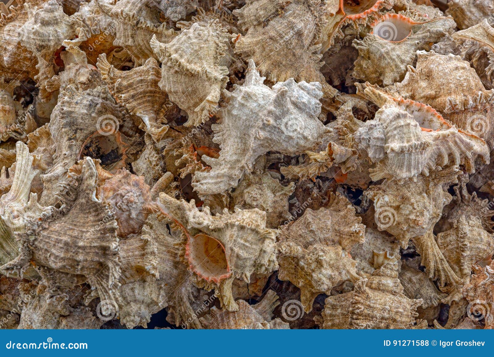 Asssorted sea shells stock photo. Image of beautiful - 91271588