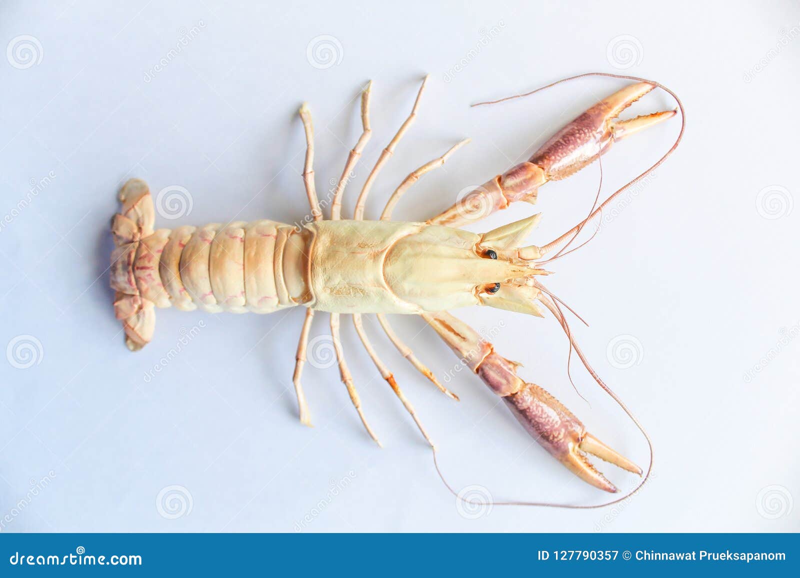 Astacoidea Isolated with White Background. Stock Image - Image of ...