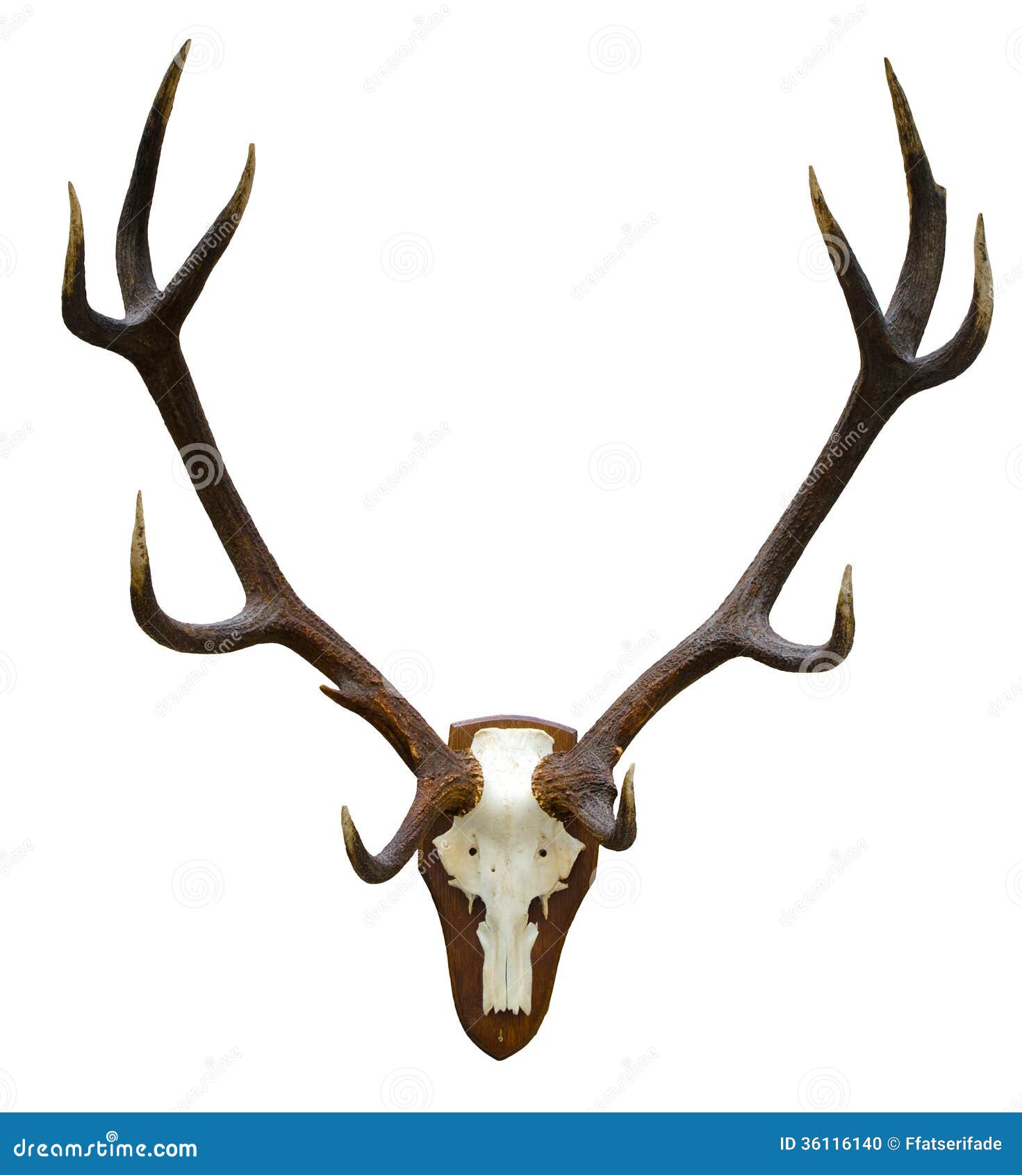 Astas foto de archivo. Imagen de caza, alces, fauna, pared - 36116140