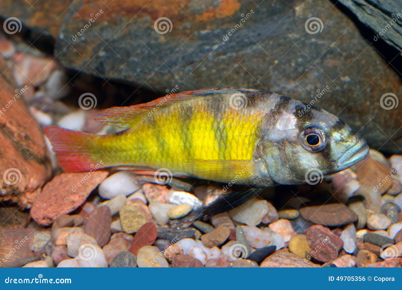 Astatotilapia fish stock photo. Image of nature, mouthbrooder - 49705356