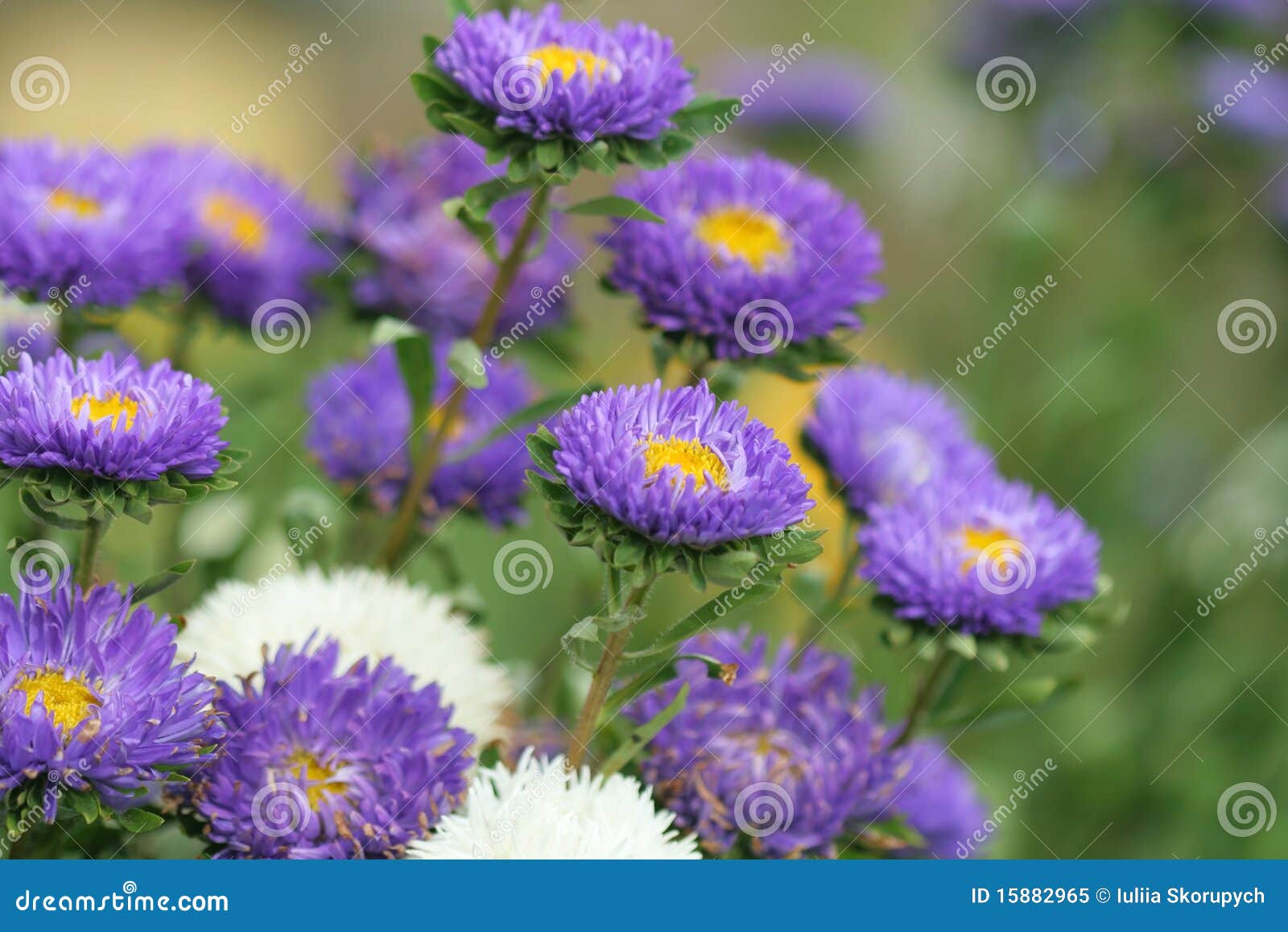 Aster stock image. Image of bouquet, pollen, garden, flowers - 15882965