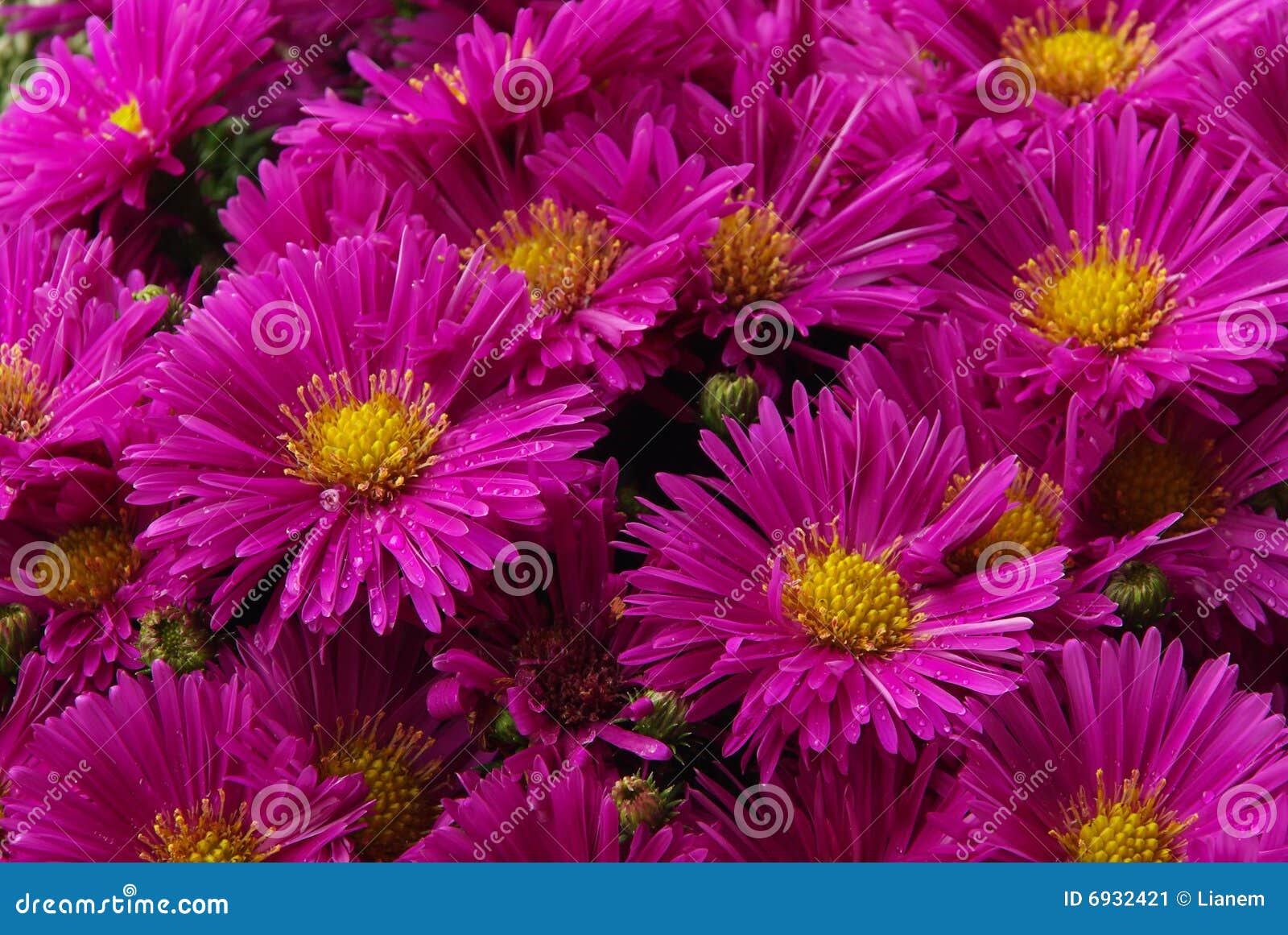 Pink Aster Flower In A Color Palette Swatches. Combination Of Color ...