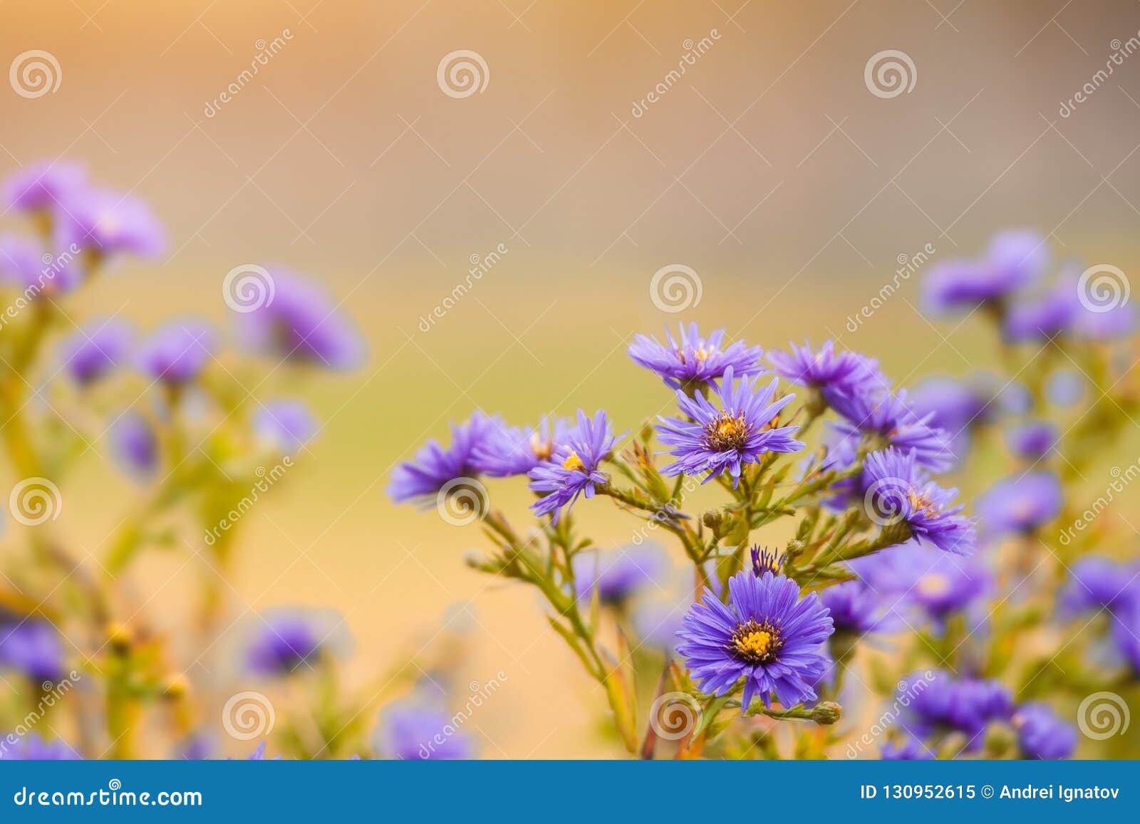 Aster Alpinus Alpine Aster in Late Autumn at Sunset Stock Image - Image ...
