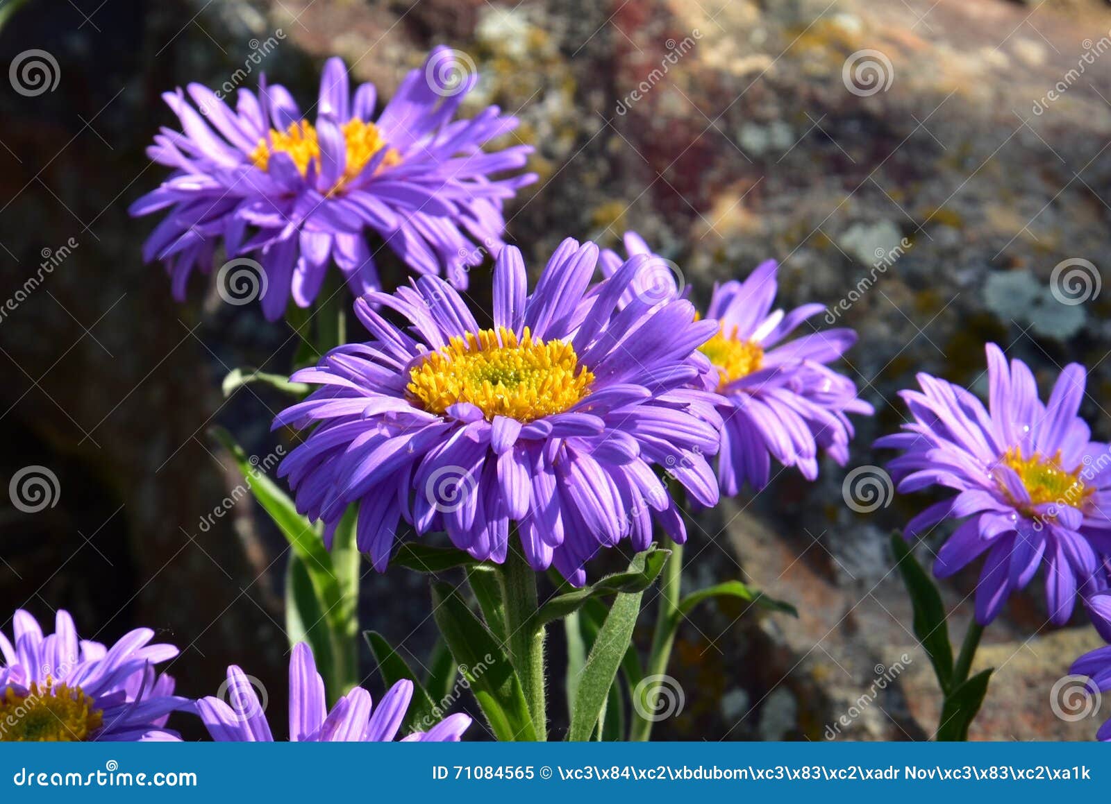 Aster Alpinus, Alpine Aster In Bloom Royalty-Free Stock Photo ...