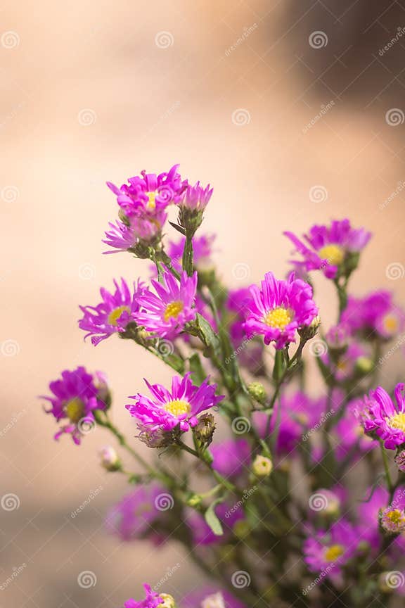 Aster Amellus Blossom in Late Spring Stock Image - Image of nature ...