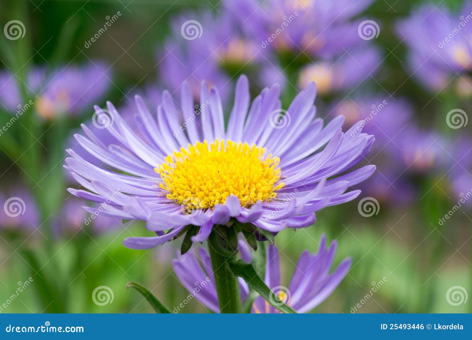 Aster azul foto de archivo. Imagen de verde, hermoso - 25493446