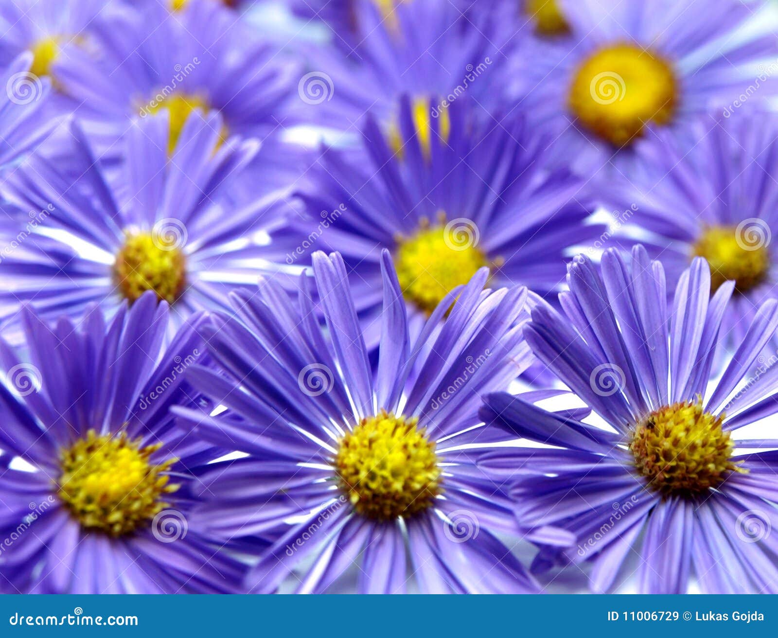 Aster background stock image. Image of blue, vibrant - 11006729