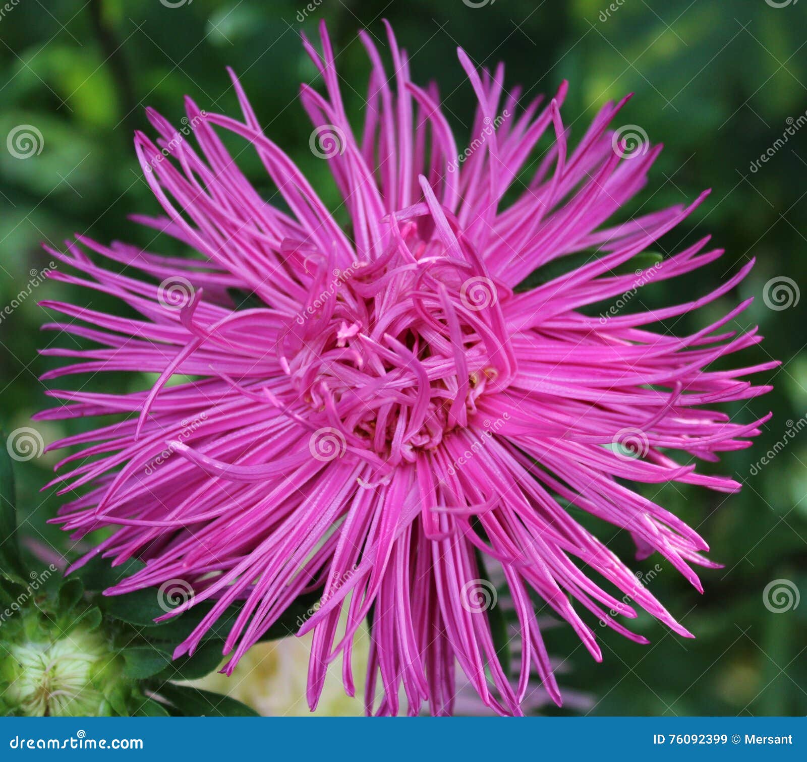 Aster stock image. Image of beautiful, beauty, plants - 76092399