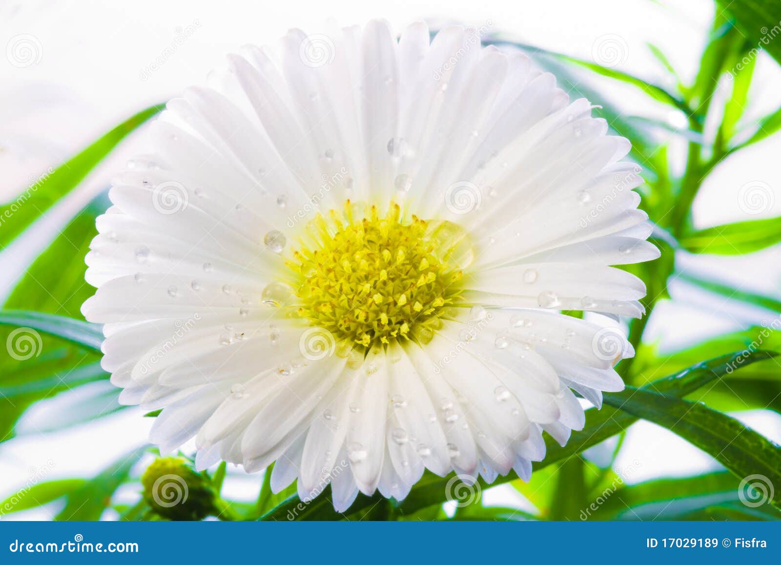 Aster blanco imagen de archivo. Imagen de cubo, ramillete - 17029189