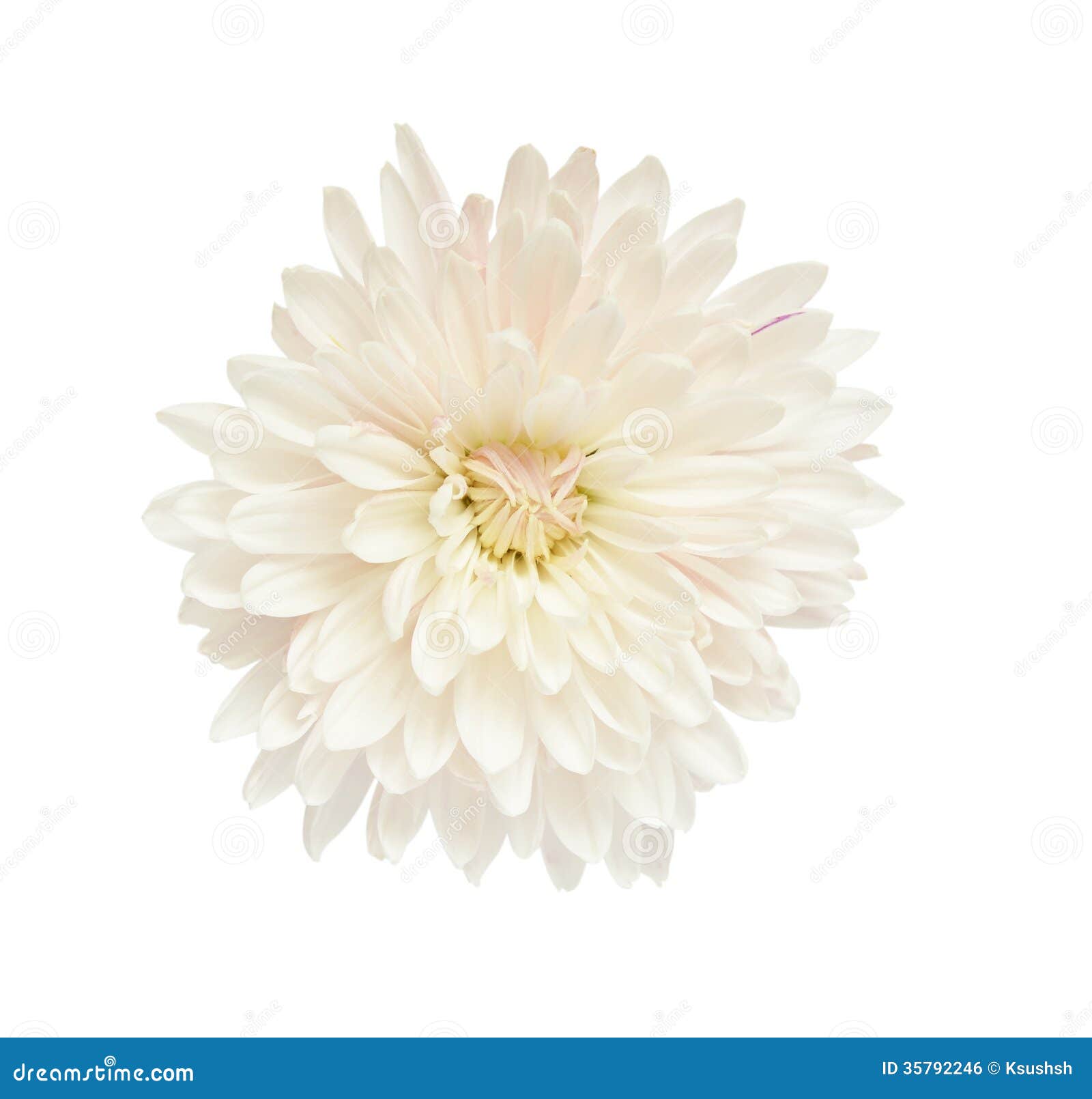 Aster blanco foto de archivo. Imagen de aislado, redondo - 35792246