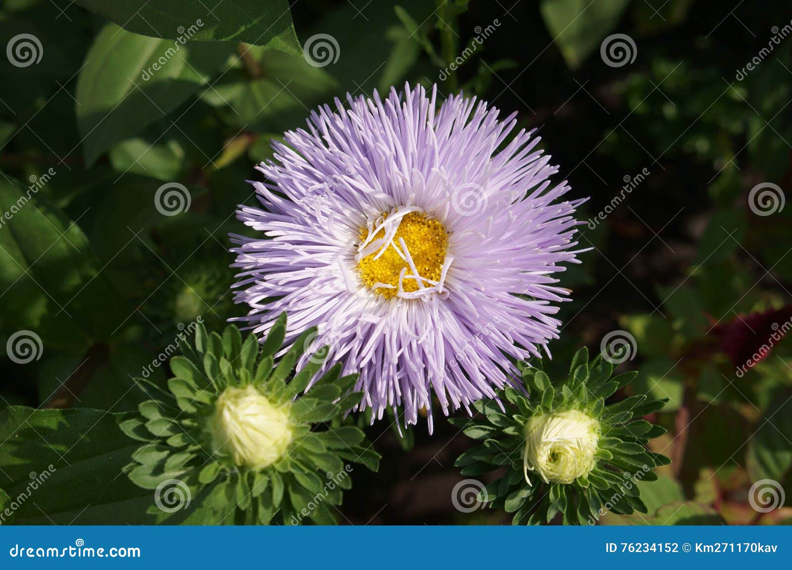 Aster Callistephus Needle Young White-violet Flower and Buds Stock ...