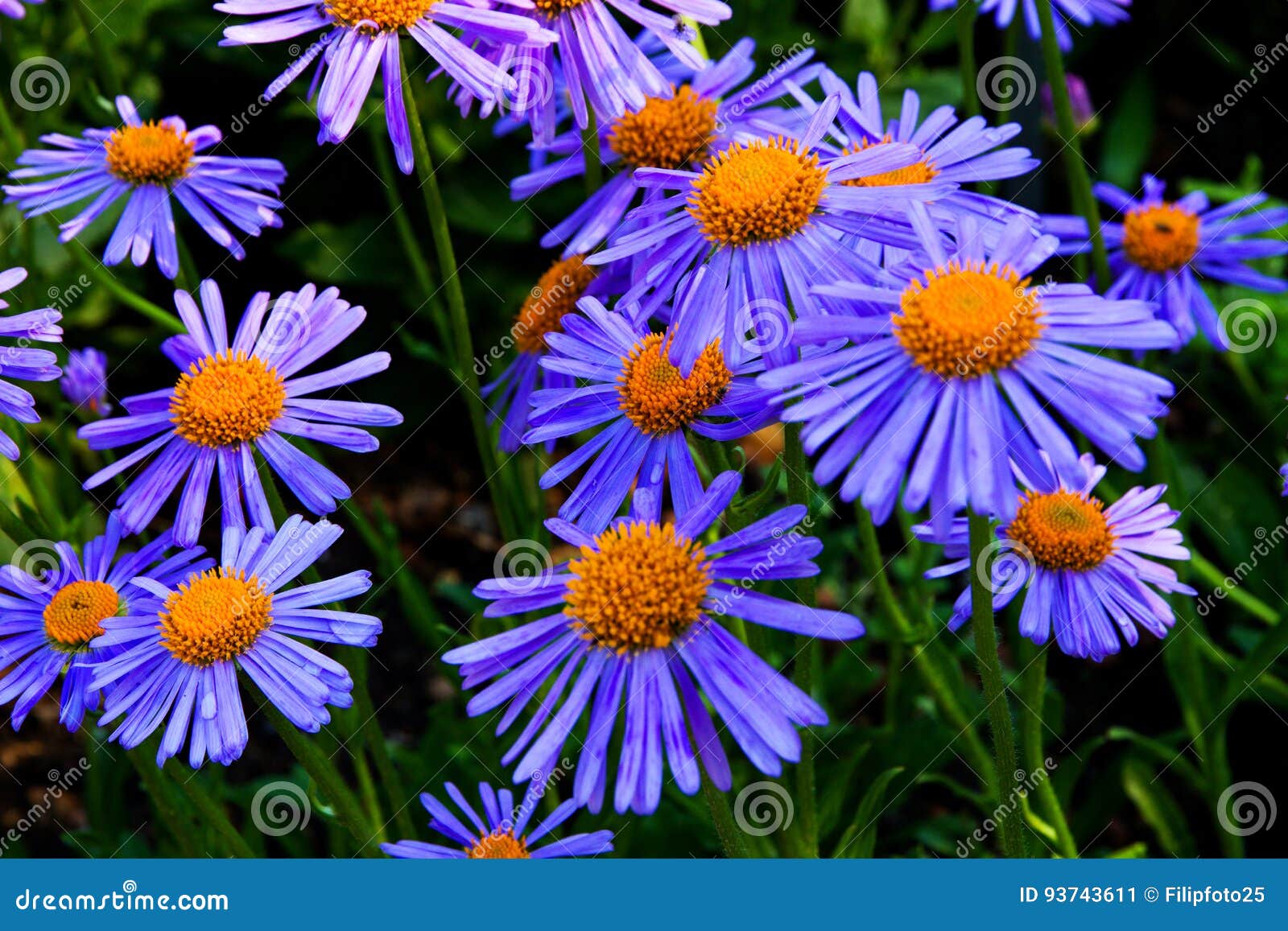 Aster daisy stock image. Image of autumn, detail, daisy - 93743611