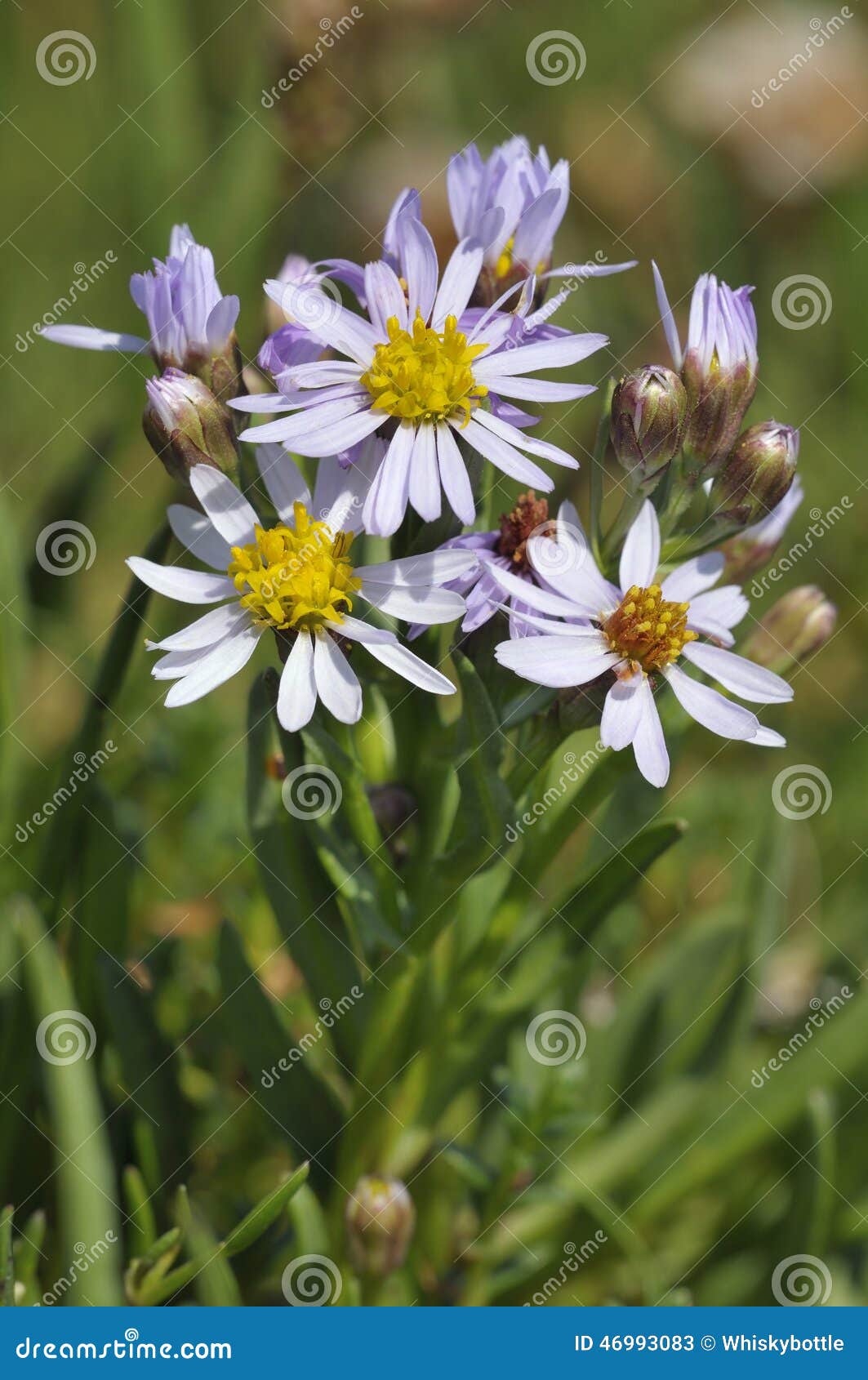 Aster de mer image stock. Image du marais, centrale, fleur - 46993083