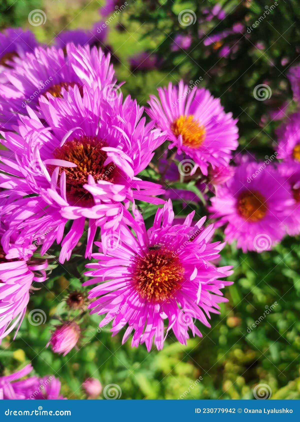 Aster Dumosus Symphyotrichum Dumosum,Bushy Asterwith Water Drops Macro ...