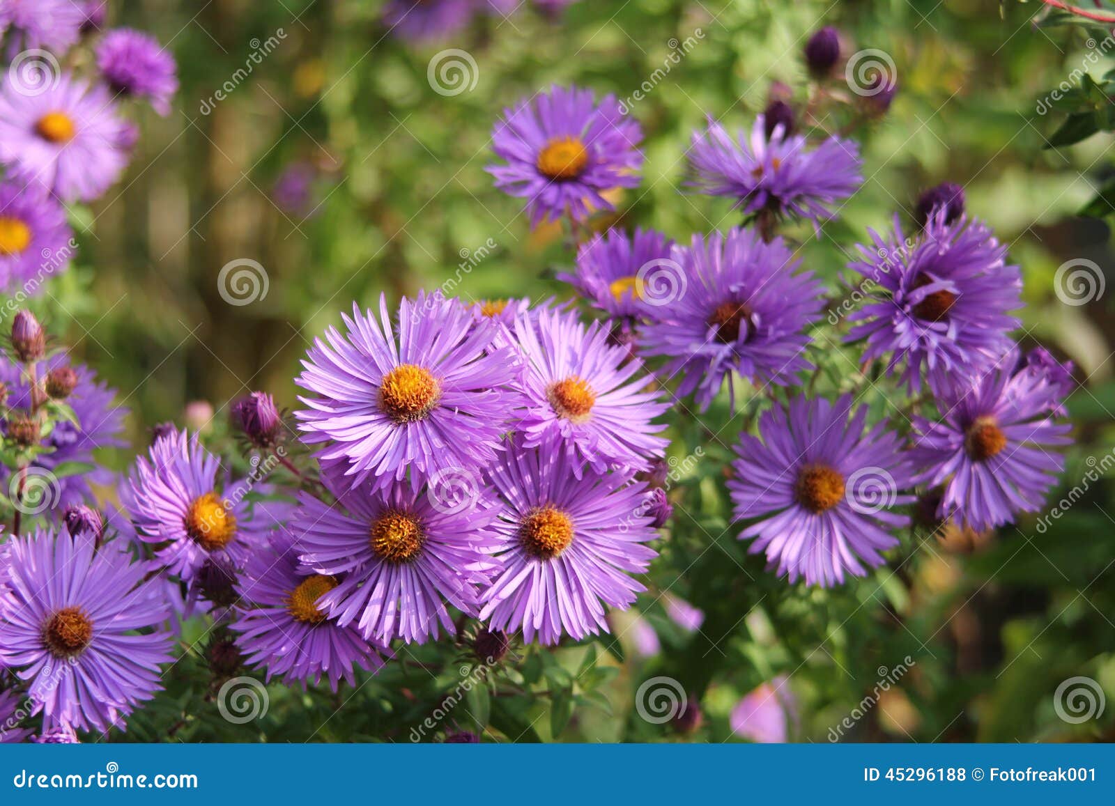 Aster stock photo. Image of foliage, flower, specific - 45296188