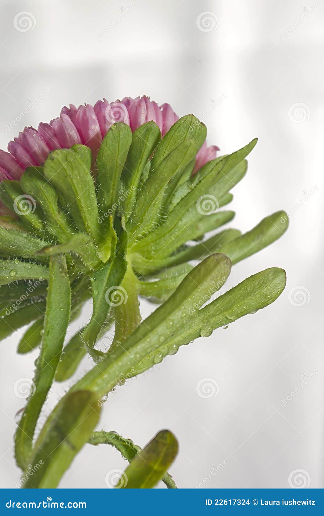 Aster flower back of plant stock photo. Image of coloured - 22617324