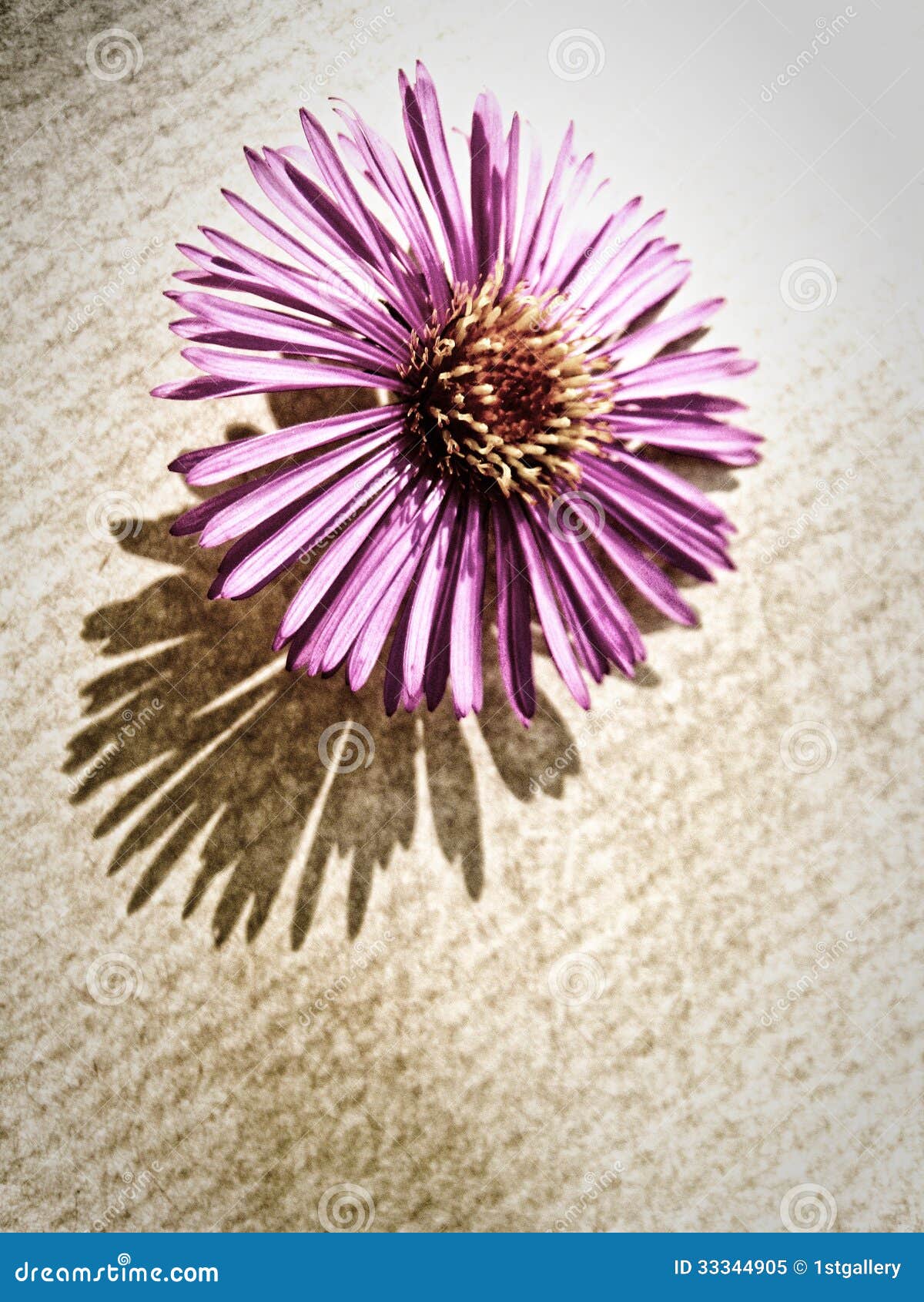Aster flower close-up (10) stock image. Image of fresh - 33344905