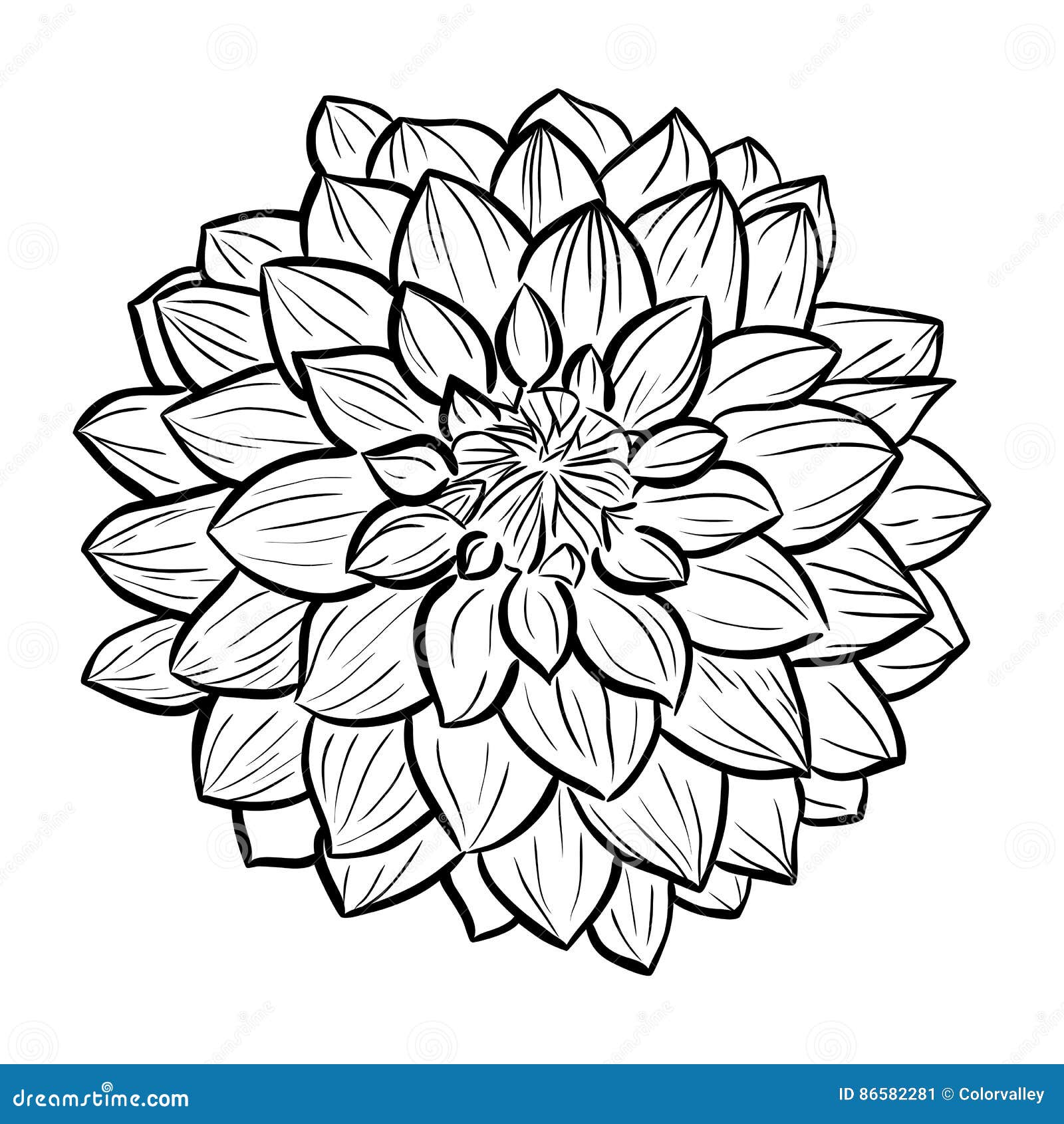 Aster Flower Icon. Vector Line Style Stock Vector - Illustration of ...