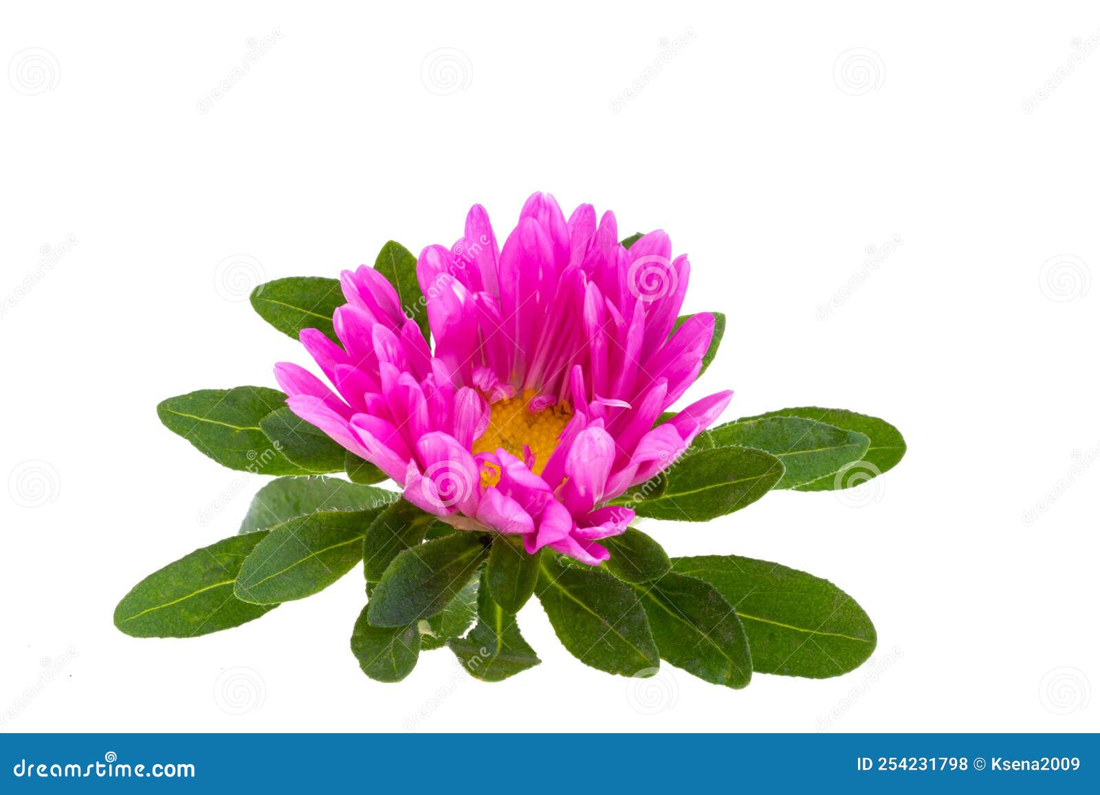 Aster flower isolated stock photo. Image of blossom - 254231798